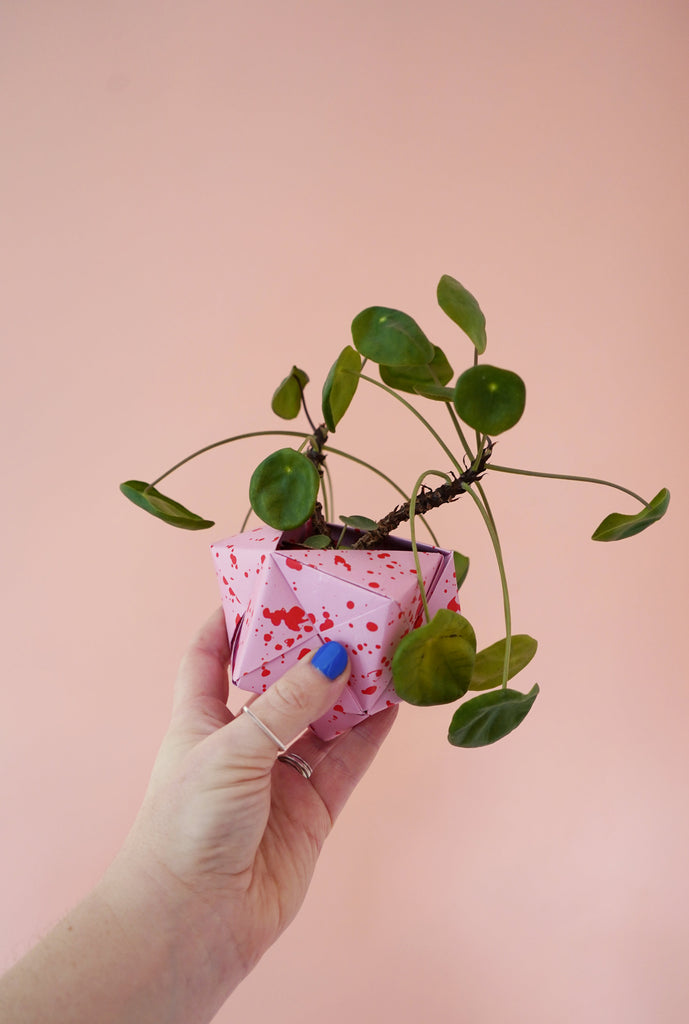 CUB & PUDDING PLANT POTS KIT – Origami Est